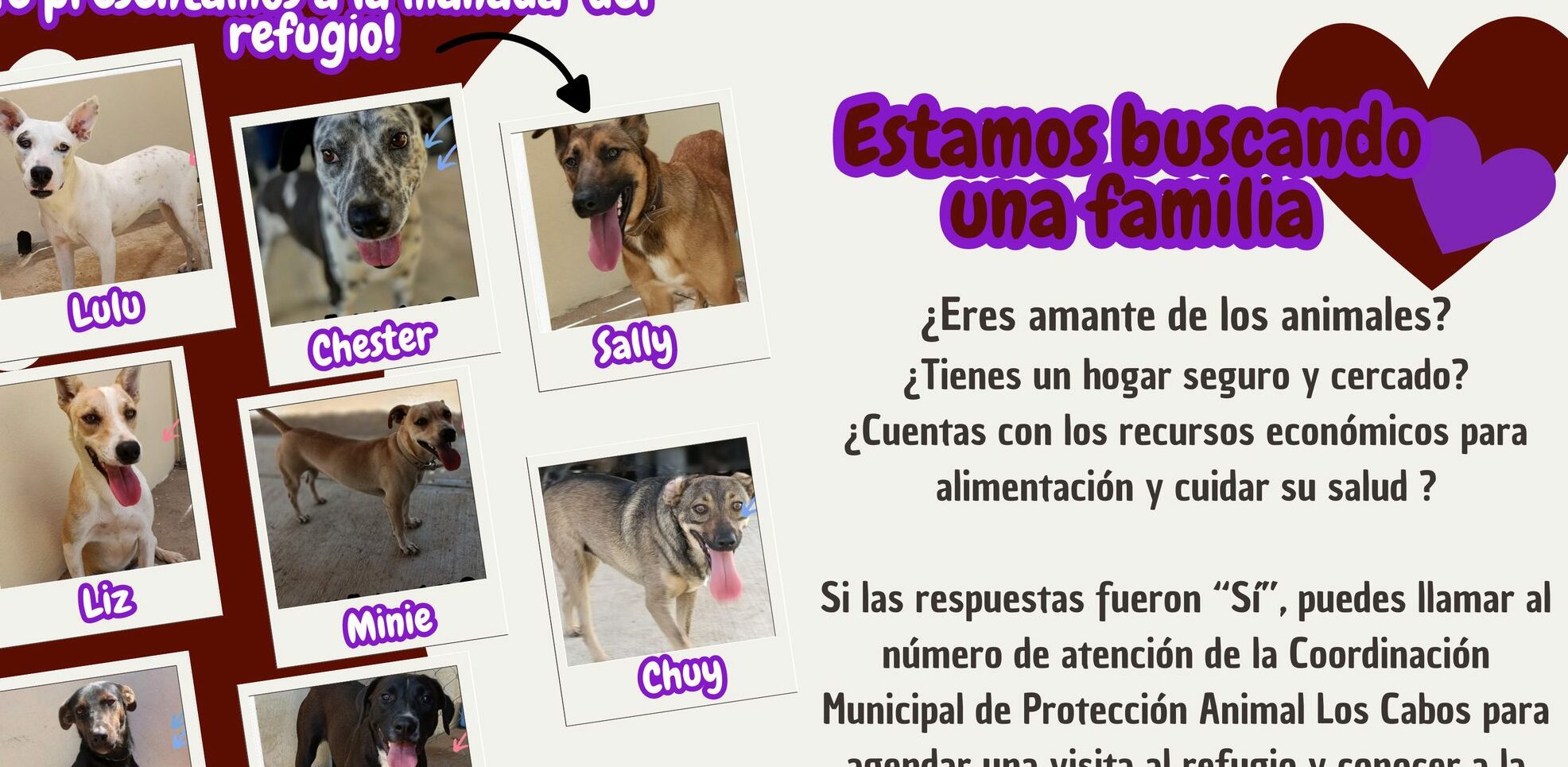Protección Animal Los Cabos busca hogares para 14 perros rescatados ...