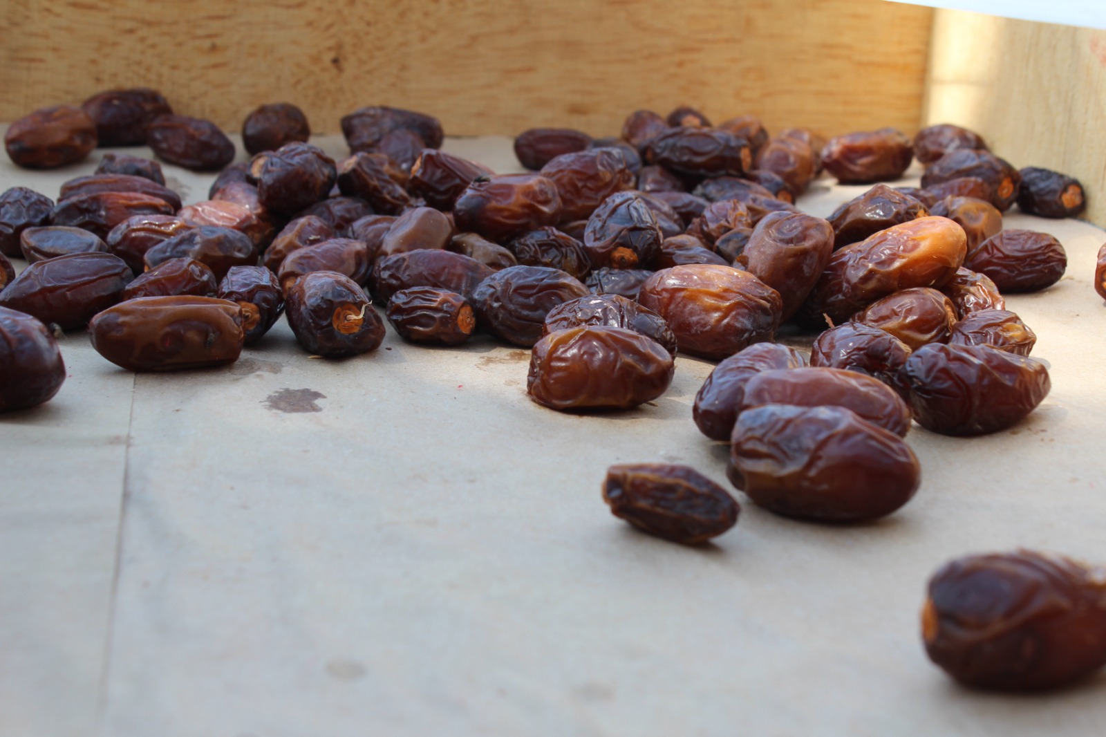 De oasis a mercados: El legado cultural y económico de la palma ...