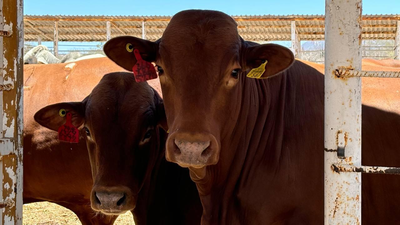 Apoyo al campo: impulsan programa contra la sequía en Melitón Albáñez 🌱 ...